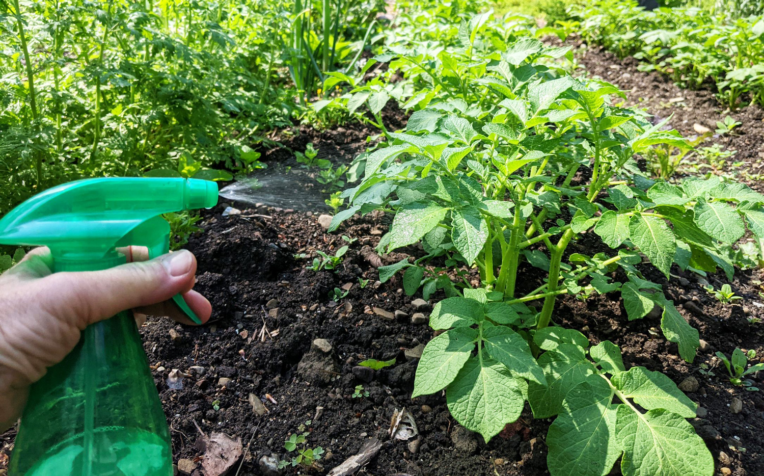 Feed It Through the Leaves | Edible East Bay
