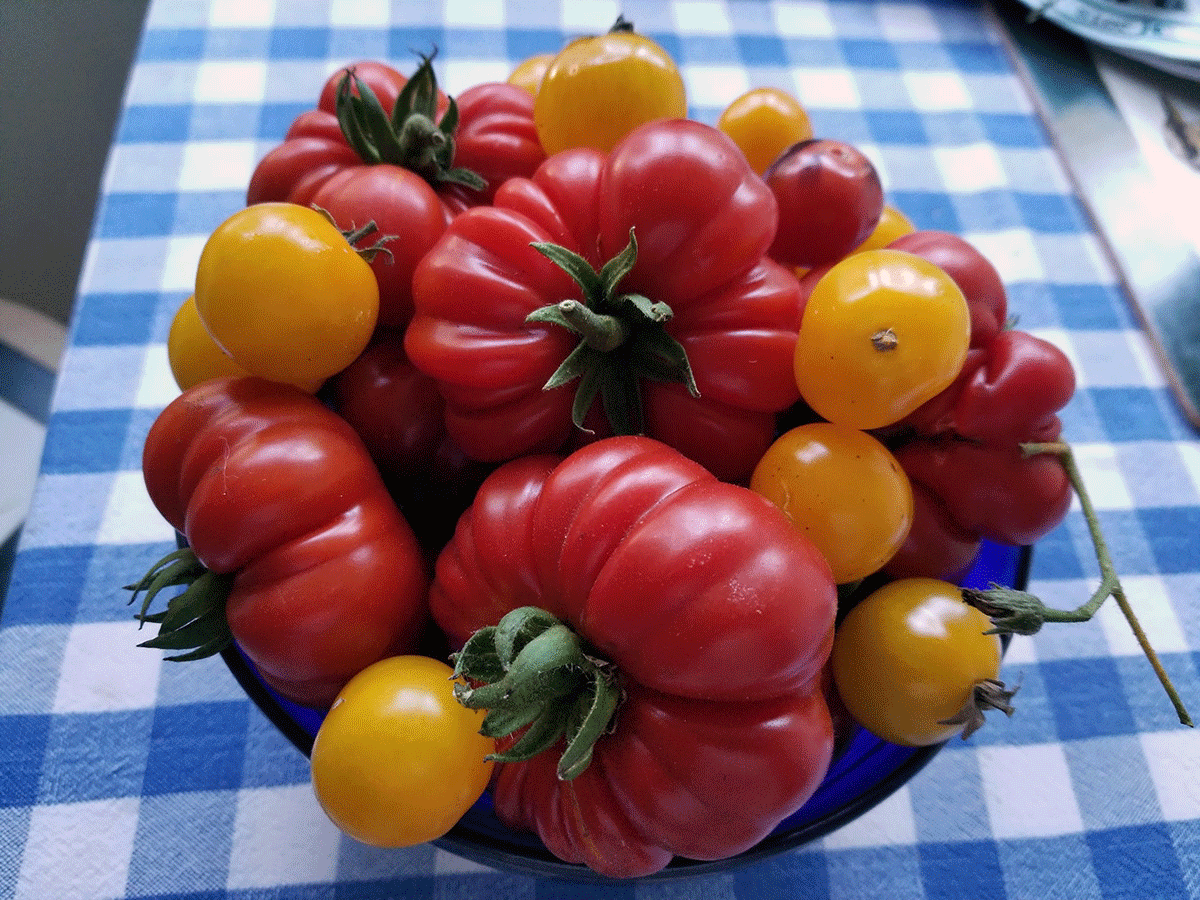Tomato-Tasting Heaven | Edible East Bay