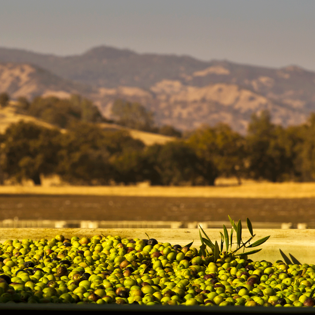 The Thrill of the Olive Crush | Edible East Bay