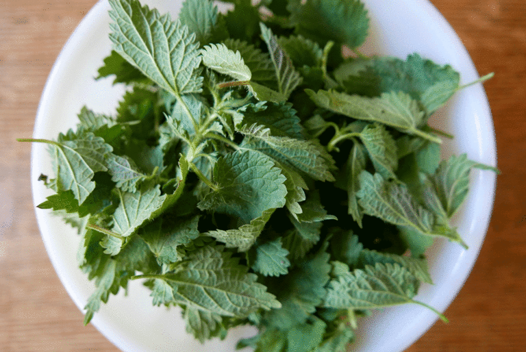 Cooking with Nettles | Edible East Bay