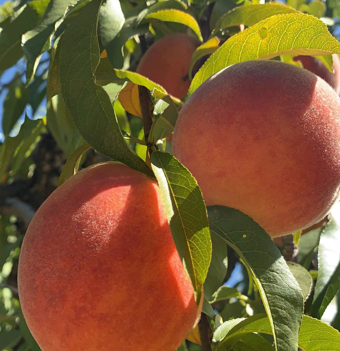 What’s at Your Farmers Market This Week? | Edible East Bay