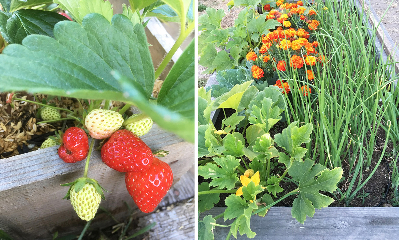 Drought Proof Your Garden | Edible East Bay