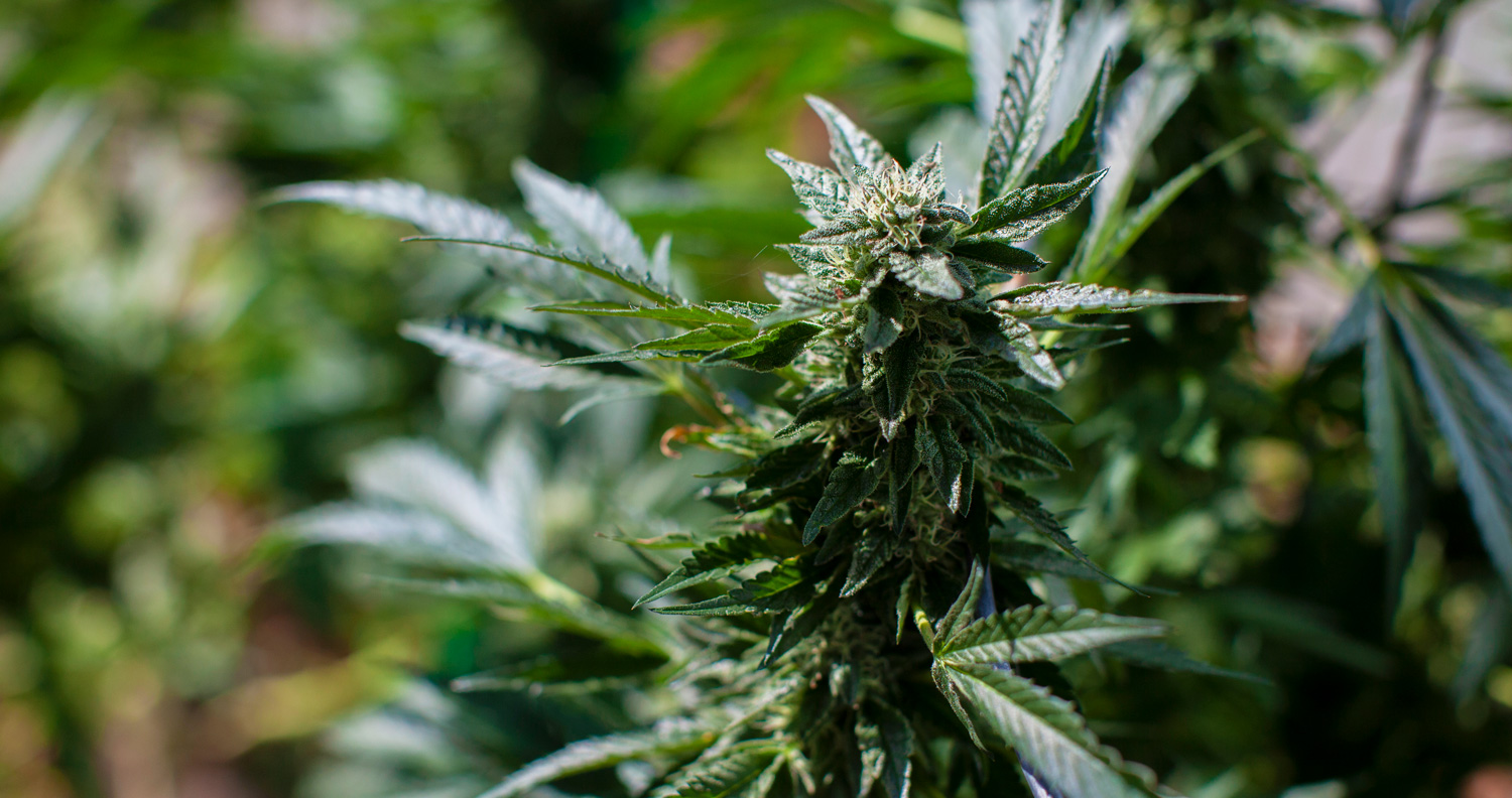 Organic Home-Grown Cannabis for Food and Medicine | Edible East Bay