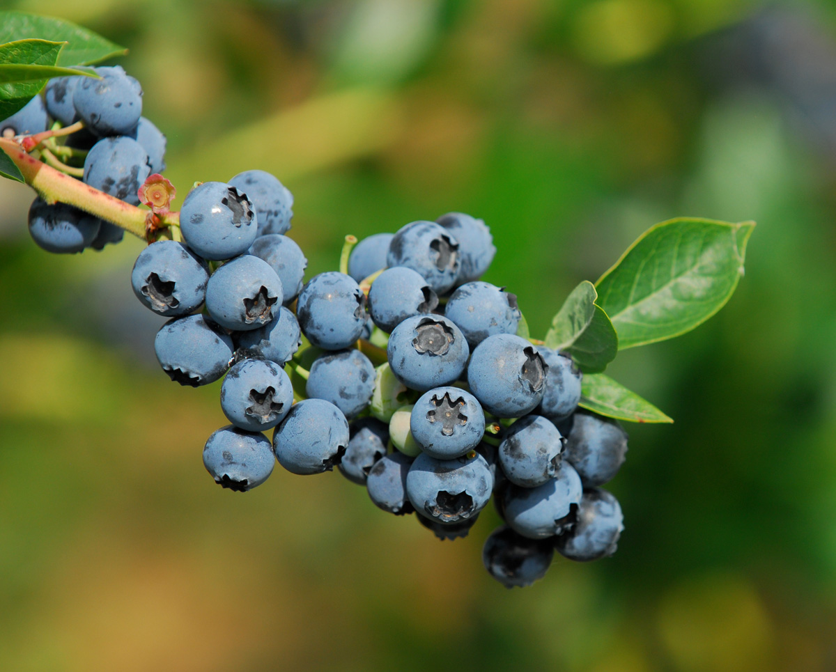 Design your Garden in Harmony with Nature | Edible East Bay