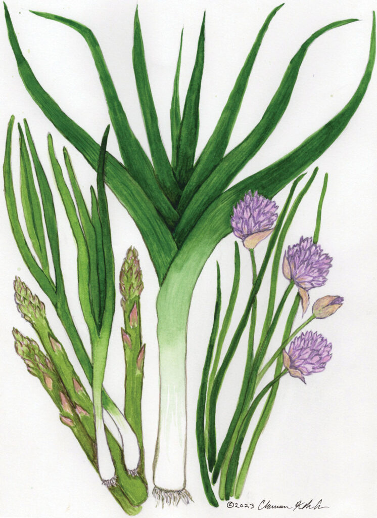 WHAT’S IN SEASON? Spring Alliums! | Edible East Bay