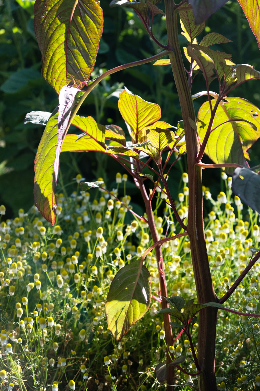 A Taste of Biointensive Farming at Cloverfield Organic Farm | Edible ...