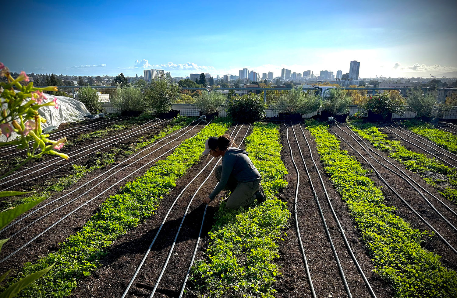 Growth Mindset | Edible East Bay