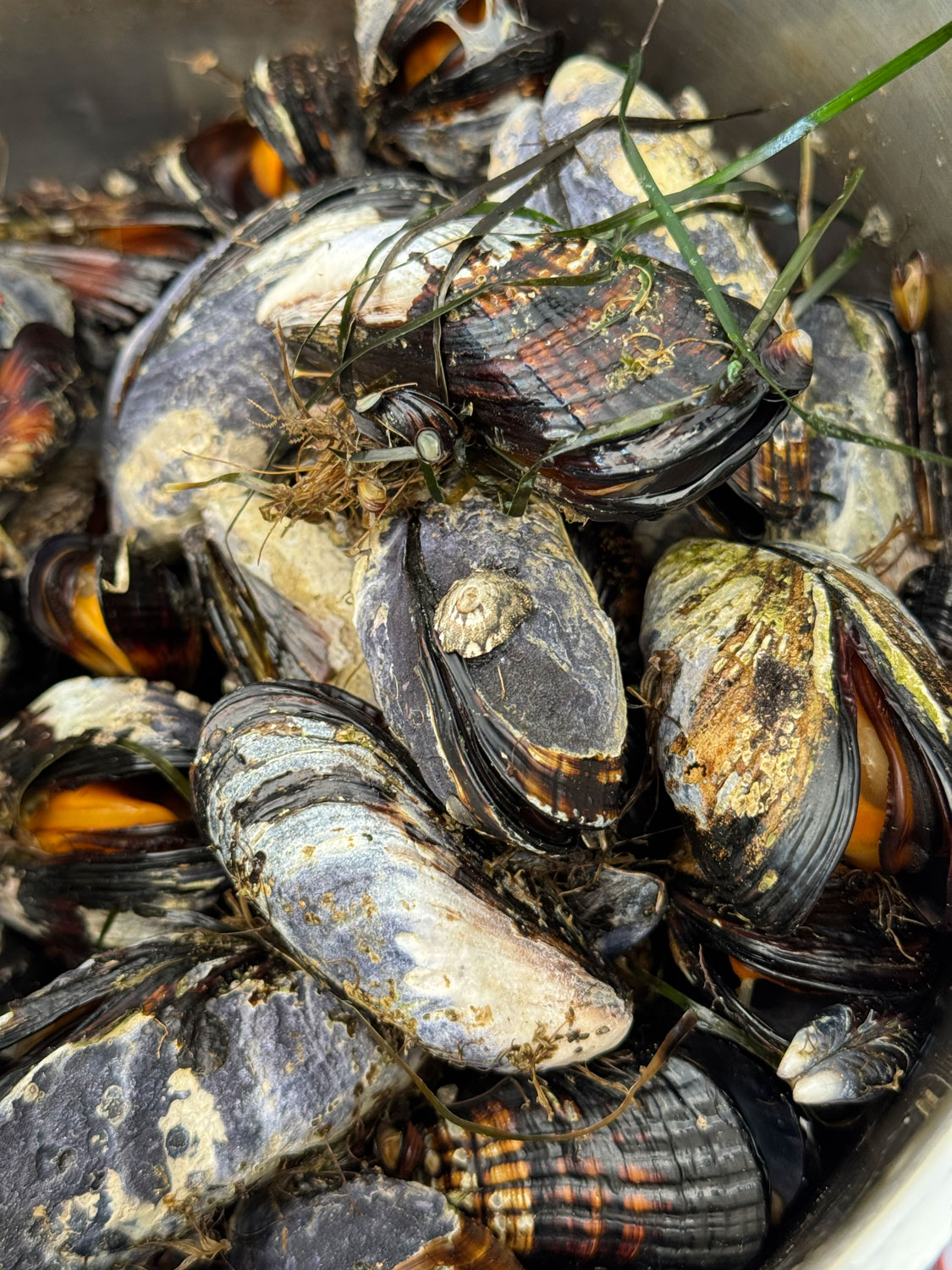 A Steaming Pot of Wild Mussels | Edible East Bay