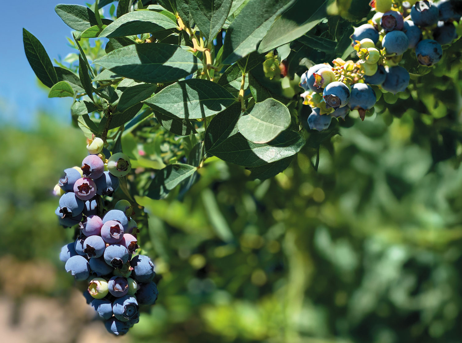 Blueberry Bounty | Edible East Bay